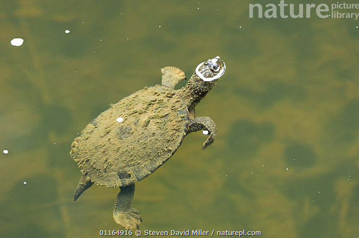 Stock photo of Saw-shelled turtle {Elseya latisternum} covered in silt ...