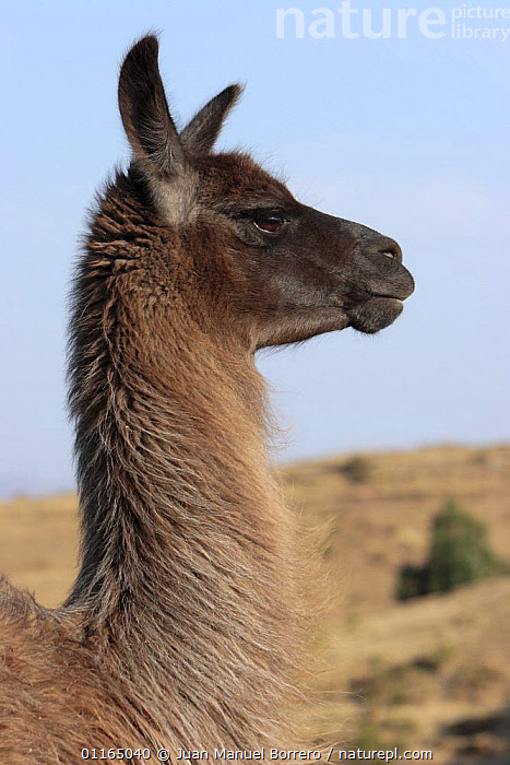 Stock photo of Llama (Lama glama) head and neck profile, Peru ...