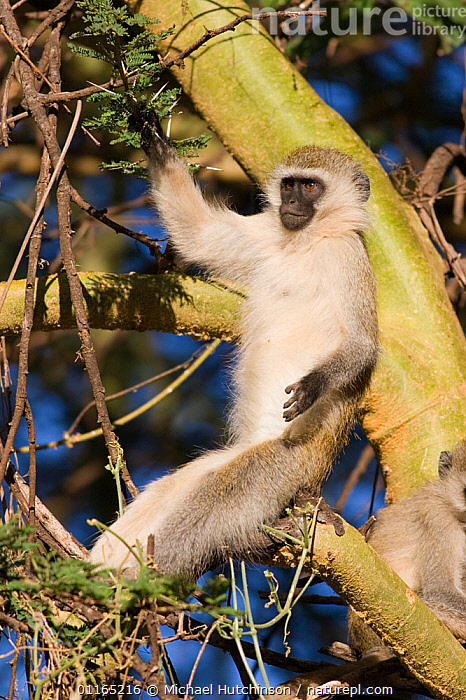Stock photo of Grivet / Green / Vervet Monkey (Chlorocebus ...