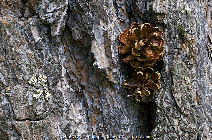 Stock photo of Pine cones (Pinus genus) wedged in tree bark by ...