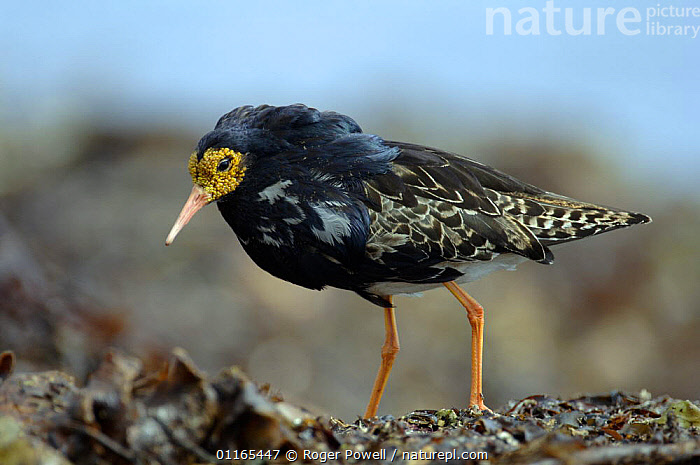 Stock photo of Ruff (Philomachus pugnax) male walking over lekking ...