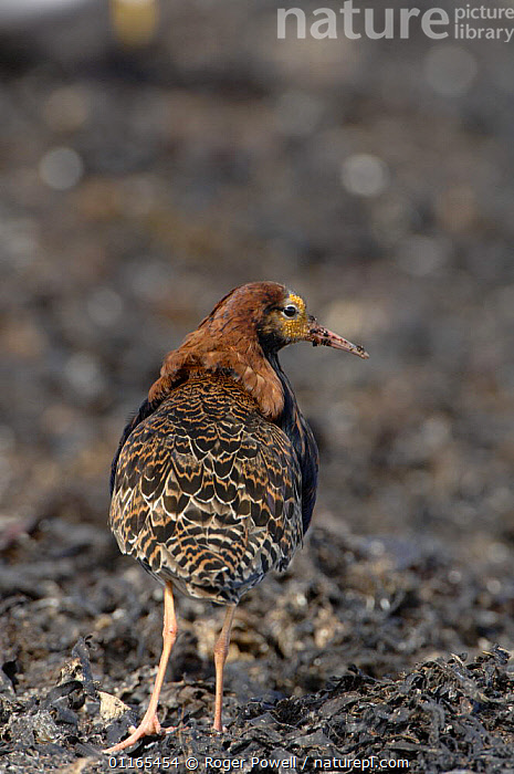 Stock photo of Female Ruff / reeve (Philomachus pugnax) on feeding ...