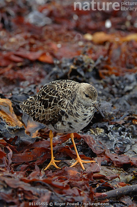 Stock photo of Female Ruff / Reeve (Philomachus pugnax) approaching ...