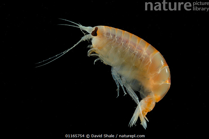 Stock photo of Amphipod {Anonyx sp} benthic, 2402m, Barents sea ...