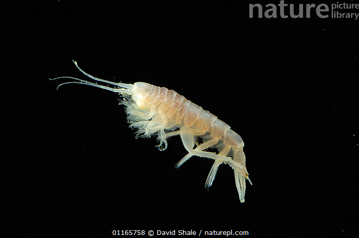 Stock photo of Amphipod {Arrhis sp} benthic, Barents sea, Northern ...