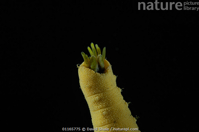 Stock photo of Retractile tentacles of Benthic polychaete worm ...