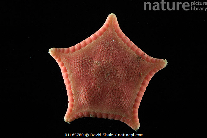 Stock photo of Sea star {Ceramaster granularis} dorsal view, benthic ...