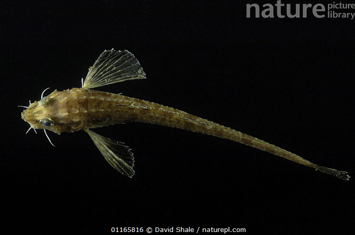Stock photo of Atlantic poacher {Leptagonus decagonus} 2400m, benthic ...