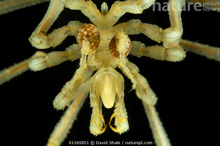 Stock photo of Sea spider {Pycnogonida} benthic, Barents sea, Northern ...