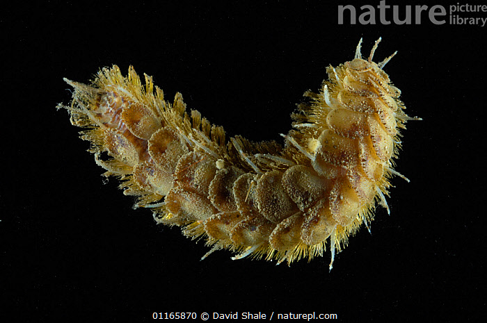 Stock photo of Benthic polychaete scale worm from the Baltic sea ...