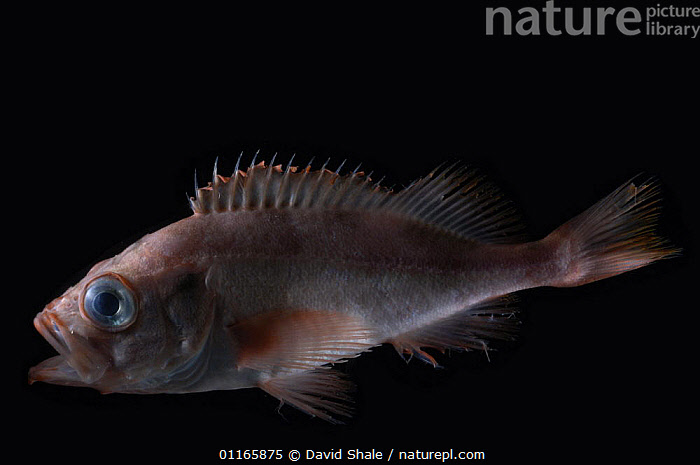 Stock photo of Deepwater redfish {Sebastes mentella} pelagic, deepsea ...