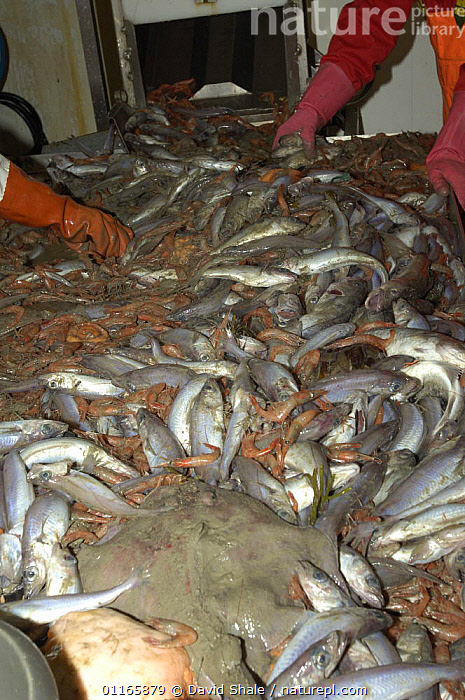 Stock photo of Sorting benthic sample catch on research ship Johan ...