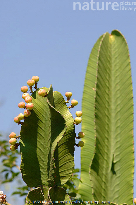 Stock photo of Candelabra plant / False cactus in flower {Euphorbia ...