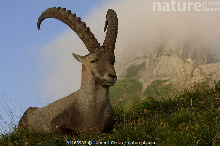 Stock photo of Alpine Ibex (Capra ibex ibex) resting in grass with ...