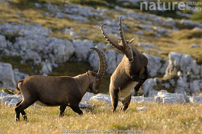 Stock photo of Male Alpine Ibex (Capra Ibex ibex) rutting during ...