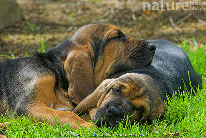 Bloodhound Photography