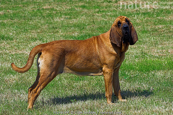 Stock photo of Bloodhound standing, show stack, UK. Available for sale ...