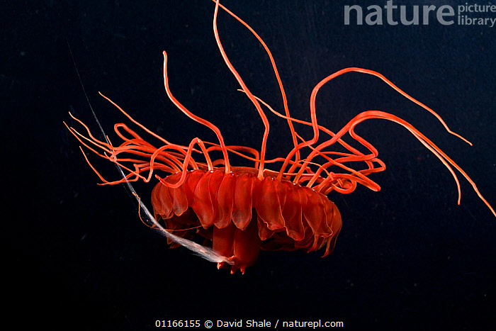 Stock photo of Deepsea medusa jellyfish {Atolla manubrium} Gulf of ...