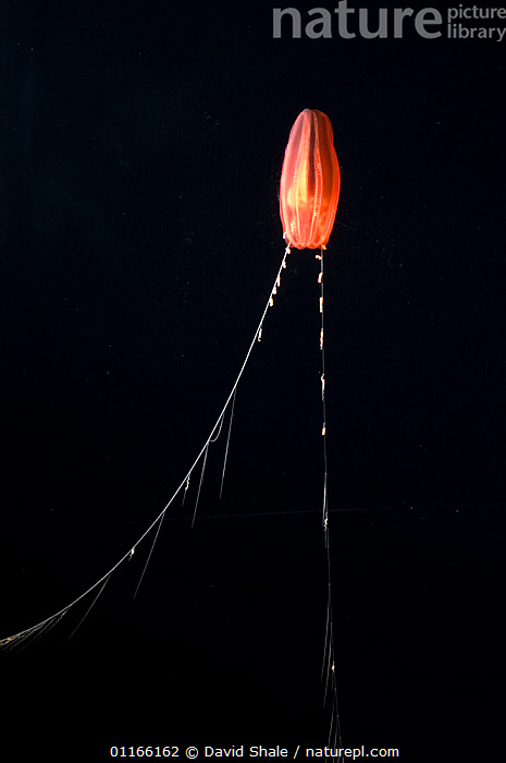 Stock photo of Red Cydippid comb jelly {Ctenophora} mesopelagic, Gulf ...