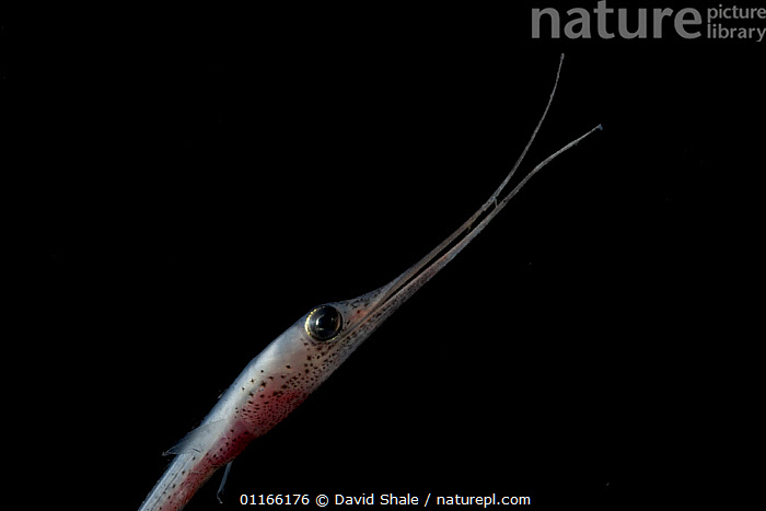 Stock photo of Snipe eel {Nemichthys sp} mesopelagic, 700m, Gulf of ...