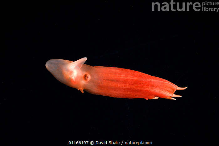 Stock photo of Deepsea cirrate octopod (Stauroteuthis syrtensis) 830m ...