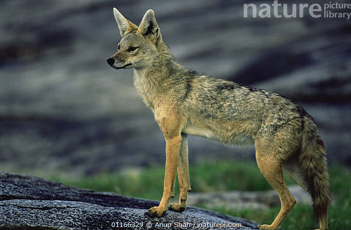Stock photo of African wolf (Canis lupaster) portrait, Ngorongoro ...