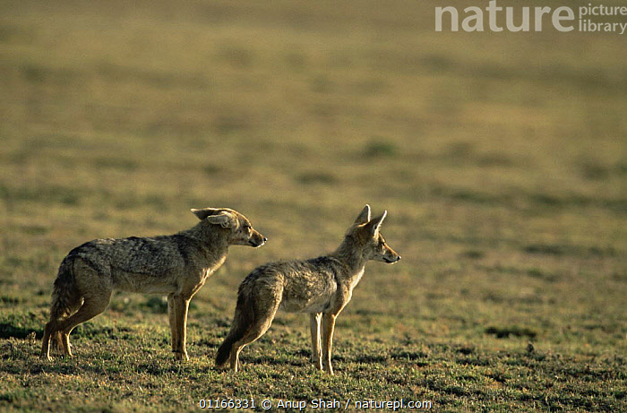 Stock photo of Two African wolves (Canis lupaster) one in submissive ...