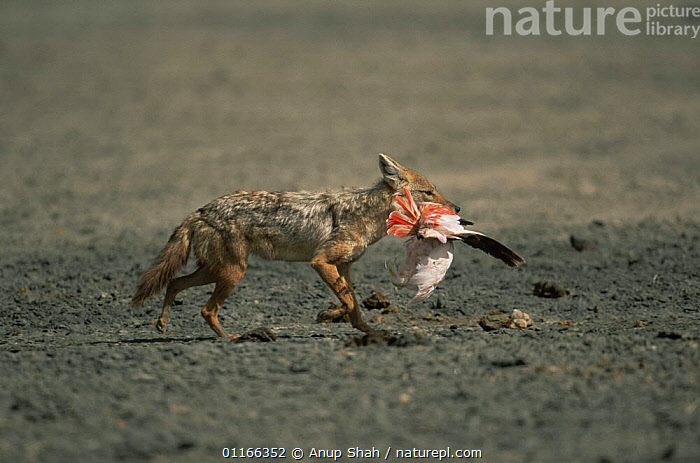 Stock photo of Golden jackal {Canis aureus} carrying Flamingo prey ...