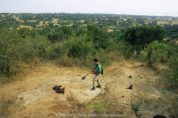 Stock photo of Sound recording of Banded mongoose {Mungos mungo} group ...