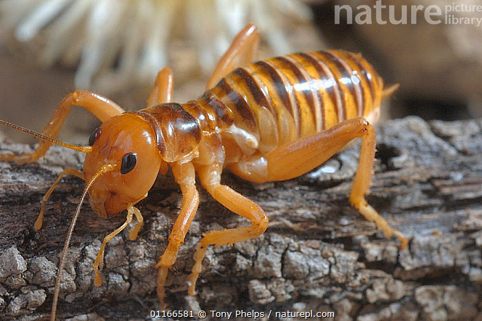 Stock photo of Sand cricket {Sia pallidus} DeHoop NR, Western Cape ...