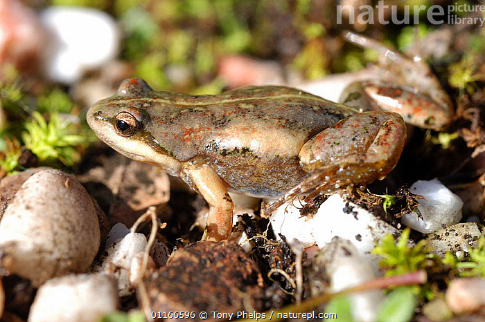 Stock photo of Common Caco frog (Cacosternum boettgeri) De Hoop Nature ...