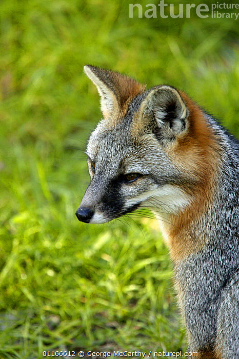 Stock photo of Eastern grey fox {Urocyon cinereoargenteus} captive ...