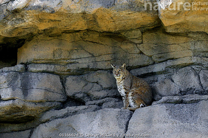 Stock photo of American Bobcat / Lynx (Lynx rufus) in typical habitat ...