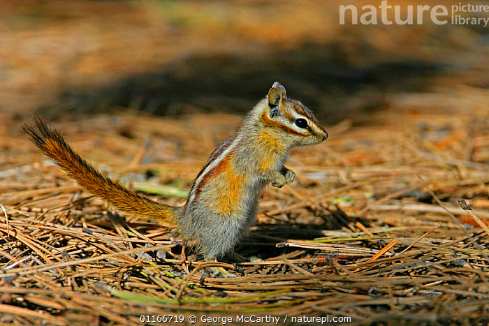 Stock photo of Alert Chipmunk (Eutamias genus) standing on hind-legs in ...