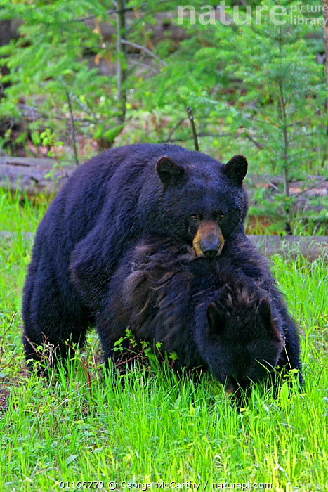 Stock photo of Pair of Black Bears (Ursus americanus) mating ...