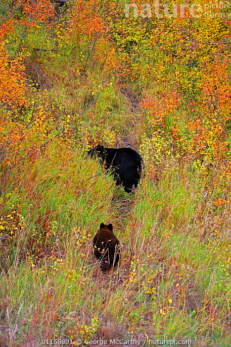 Stock photo of Black Bear (Ursus americanus) with cub amongst colourful ...