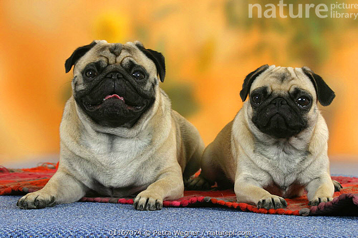 Stock photo of Domestic dogs, two Pugs. Available for sale on www ...