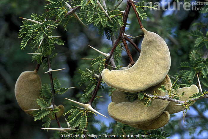 Stock photo of Close-up of Camelthorn tree {Vachellia erioloba} seed ...