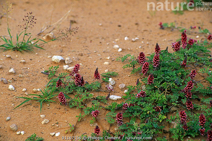 Kalahari Desert Flowers