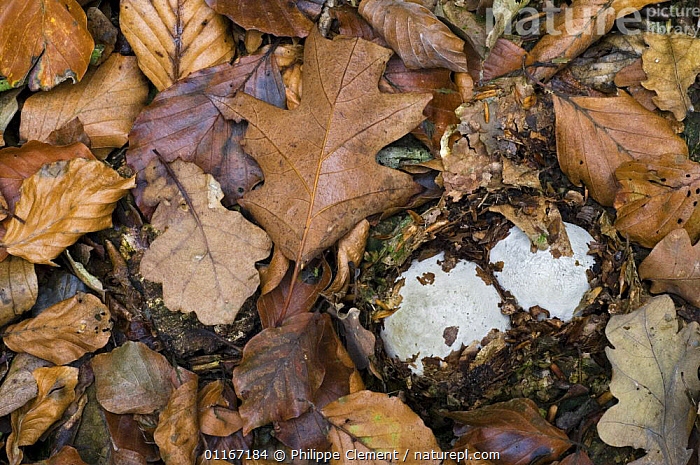 Stock photo of Toadstools emerging through leaf litter on the floor of ...