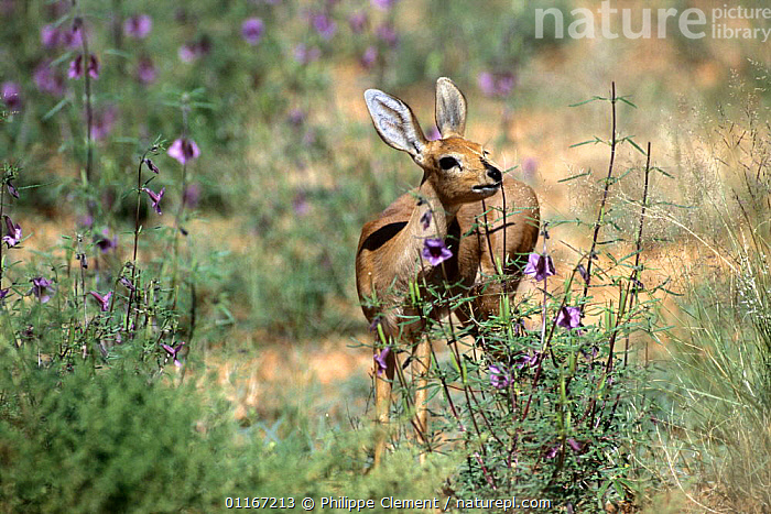 Stock photo of Steenbok (Raphicerus campestris) eating Thunderbolt ...