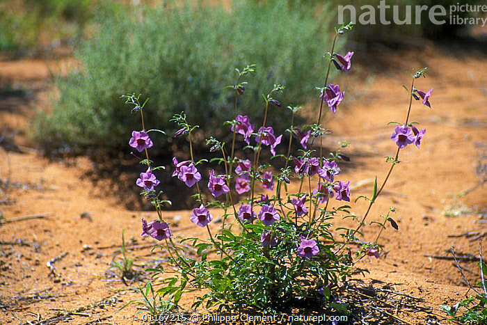 Stock photo of Thunderbolt / Wild Sesame (Sesamum triphyllum) flowers ...