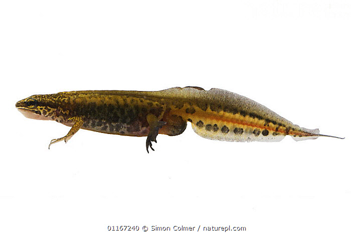 Stock photo of Male palmate newt (Triturus helveticus) profile, captive ...