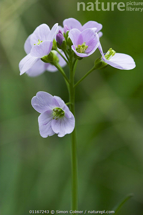 Stock photo of Cuckoo flower / Lady's smock (Cardamine pratensis) Kent ...