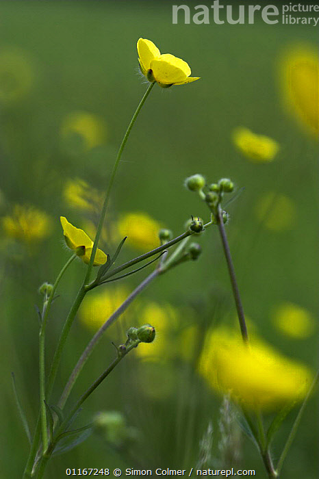 Meadow Buttercup