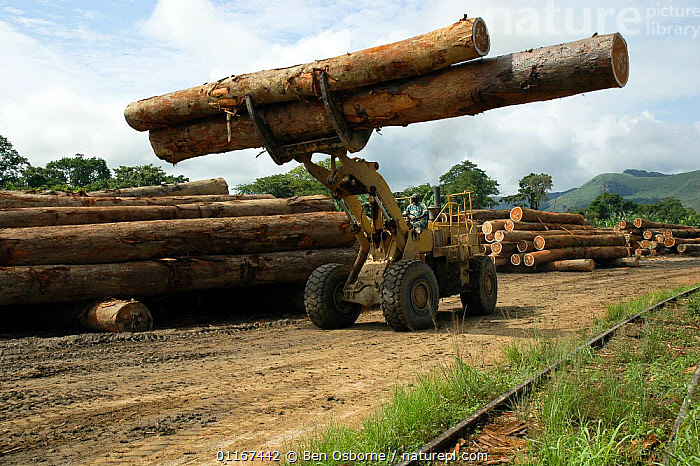 Stock photo of Tropical hardwood timber being loaded onto railway ...