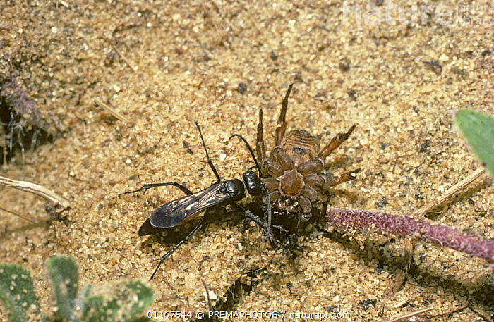 Stock photo of Spider-hunting wasp (Anoplius infuscatus) female ...