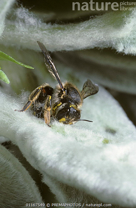 Stock photo of Woolcarder bee (Anthidium manicatum) female using her ...