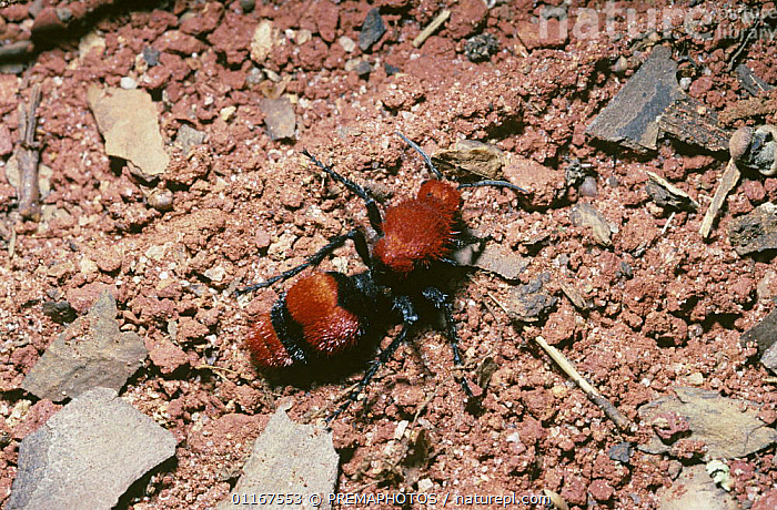 Stock photo of Cow killer velvet-ant mutillid wasp (Dasymutilla ...