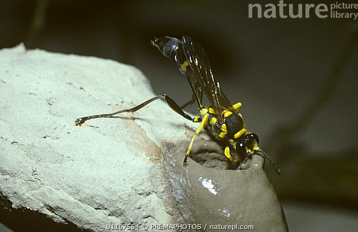 Stock photo of Mud-dauber wasp (Sceliphron fistularium) adding a cell ...